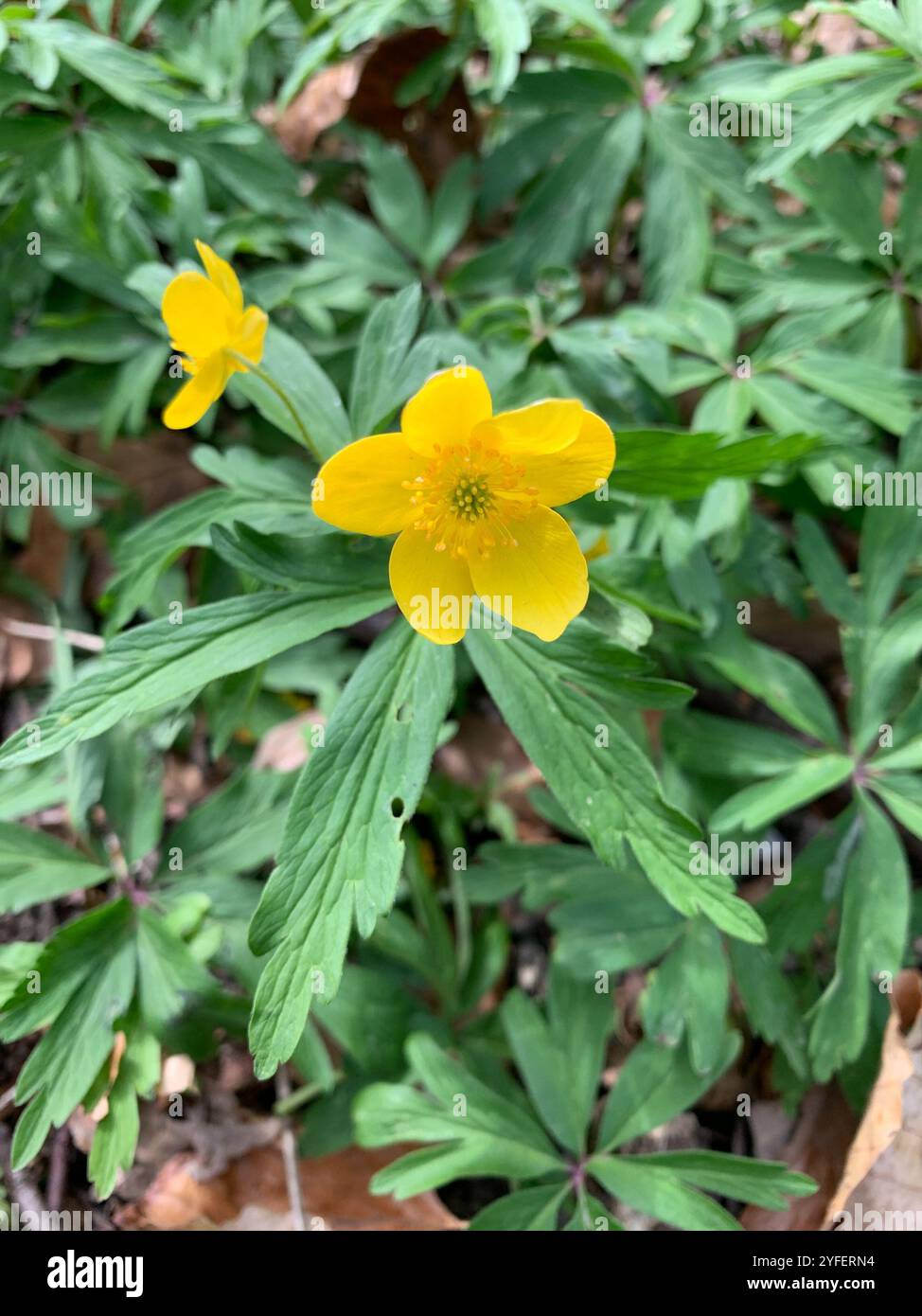 Yellow Anemone (Anemonoides ranunculoides Stock Photo - Alamy