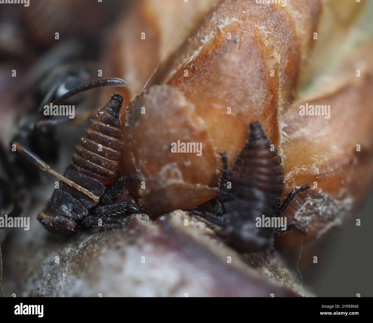 Typical Treehoppers (Membracidae Stock Photo - Alamy