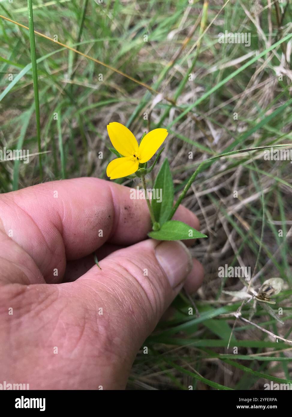 Texas yellow star (Lindheimera texana Stock Photo - Alamy