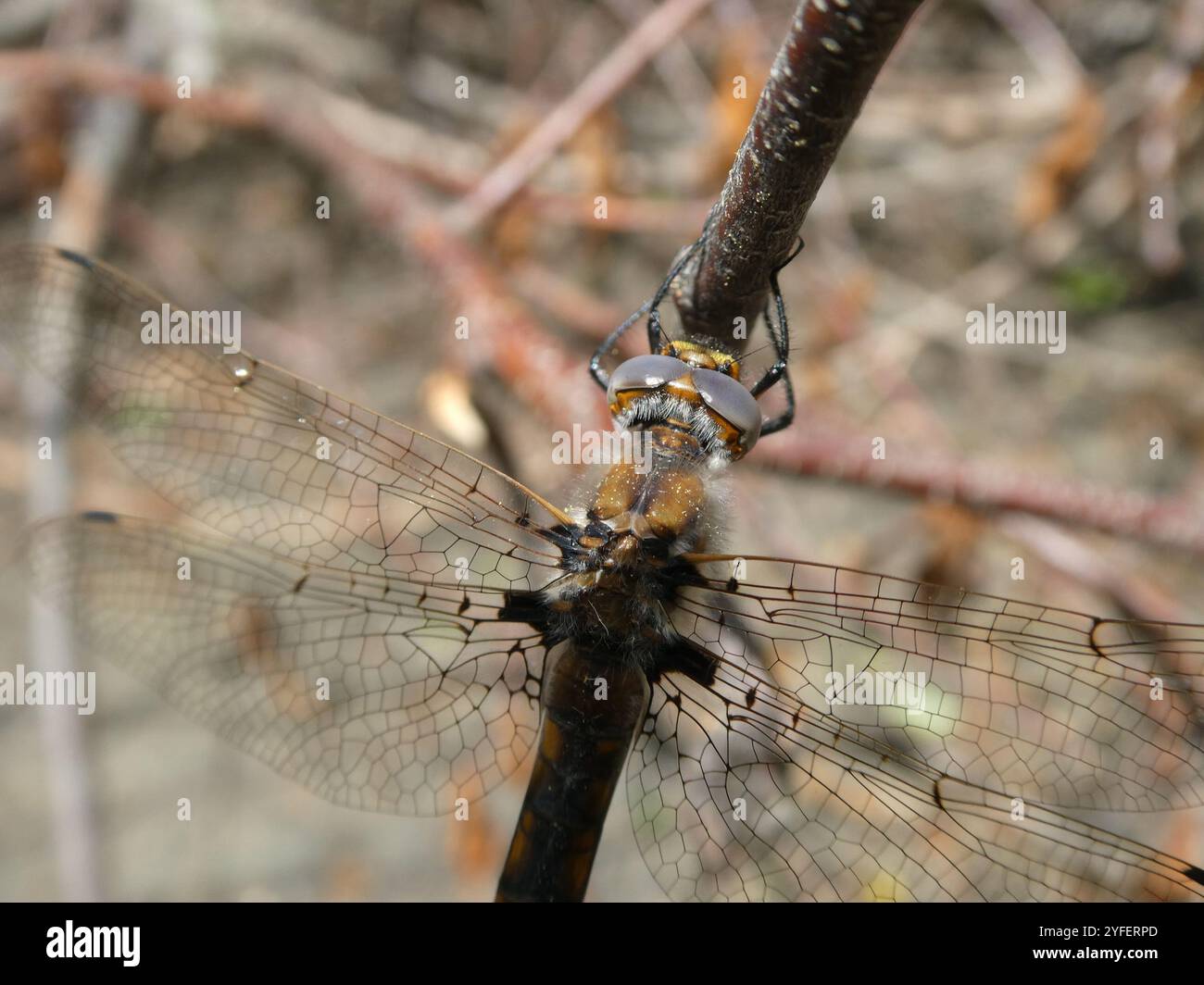Beaverpond Baskettail (Epitheca canis Stock Photo - Alamy