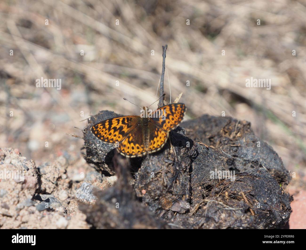 Freija fritillary hi-res stock photography and images - Alamy