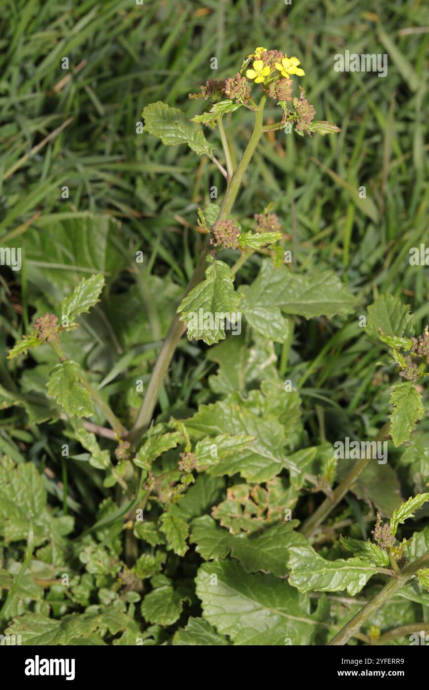 charlock (Mutarda arvensis Stock Photo - Alamy
