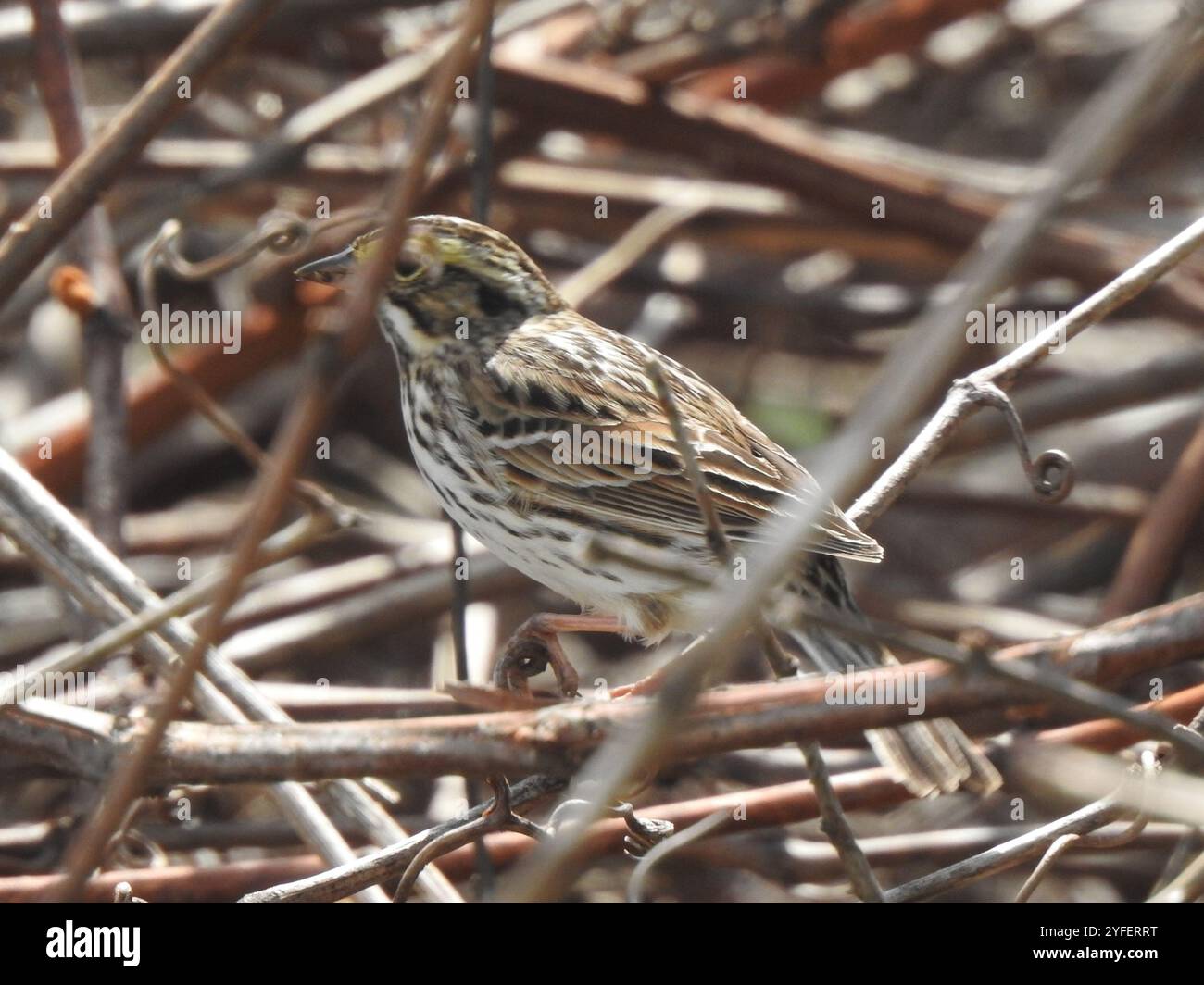 Savannah Sparrow (Passerculus sandwichensis Stock Photo - Alamy
