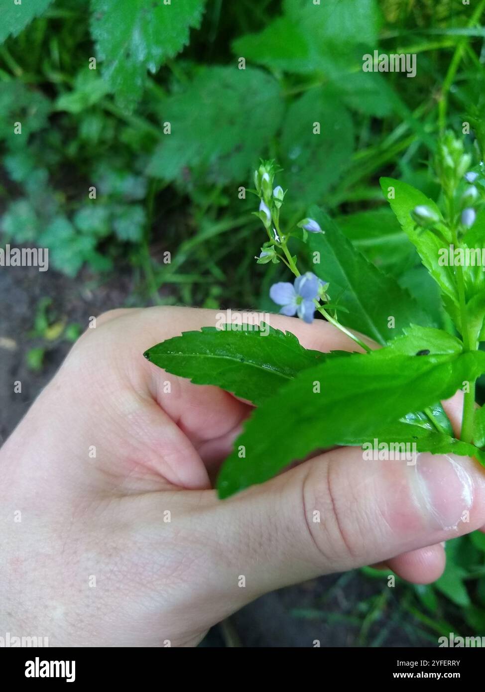 American brooklime (Veronica americana Stock Photo - Alamy