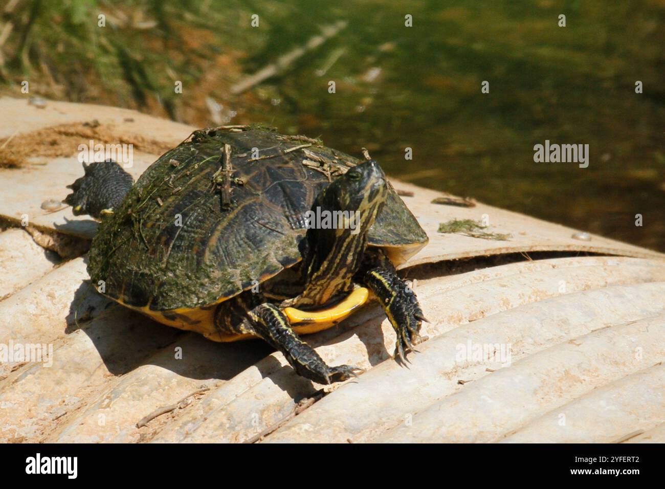 Yellow-bellied Slider (Trachemys scripta scripta Stock Photo - Alamy