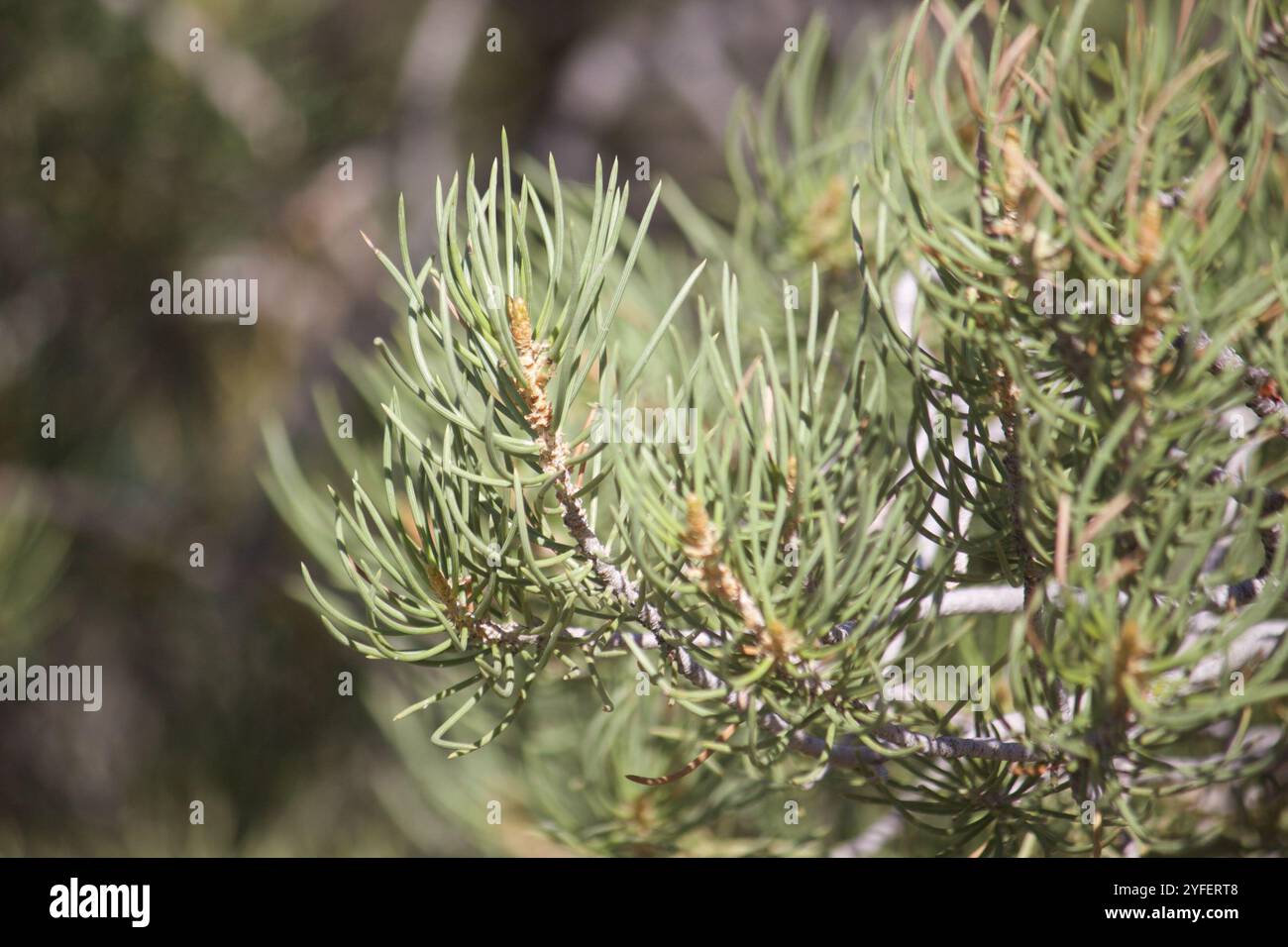 singleleaf pinyon (Pinus monophylla Stock Photo - Alamy