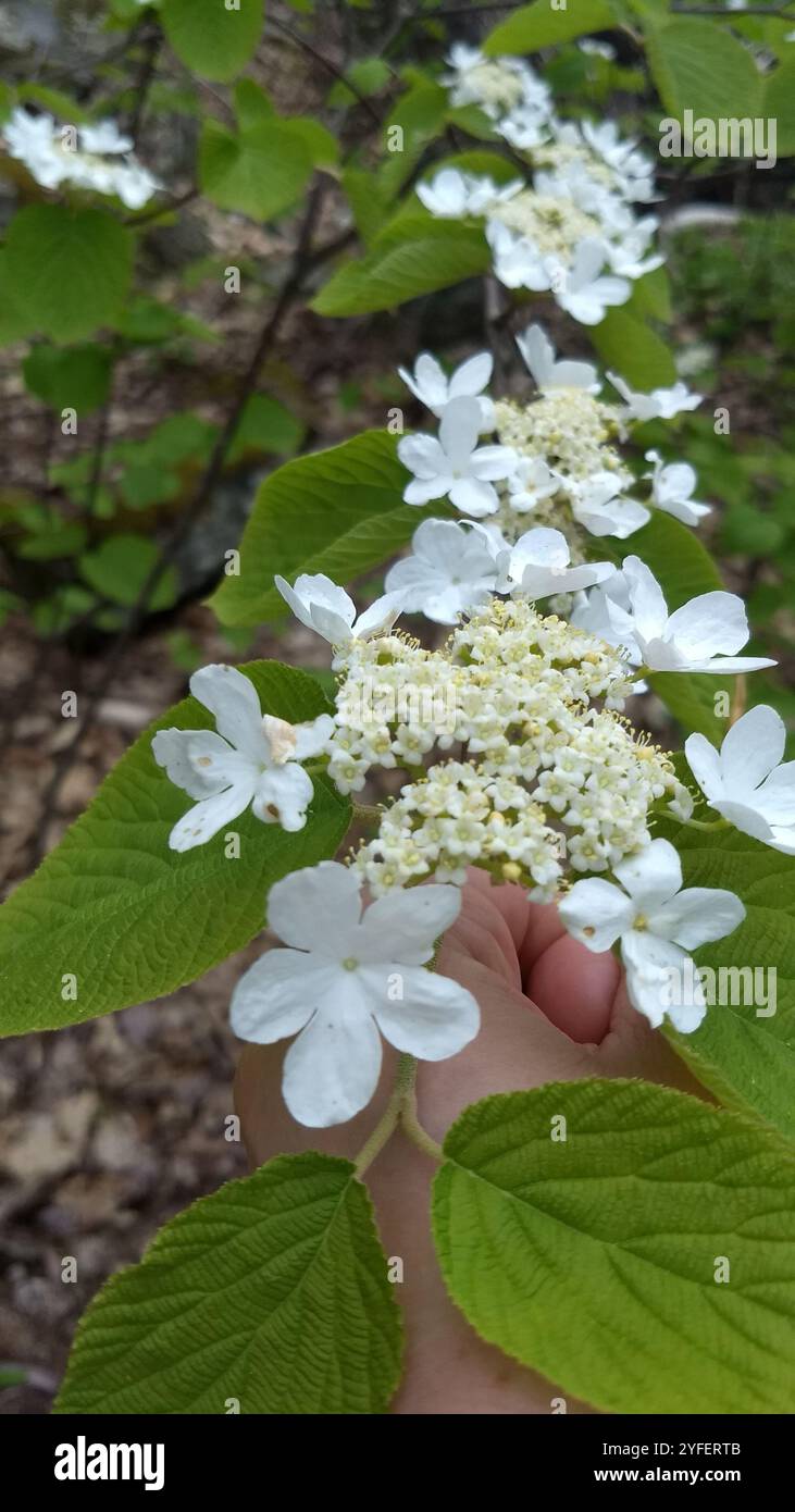 hobblebush (Viburnum lantanoides Stock Photo - Alamy