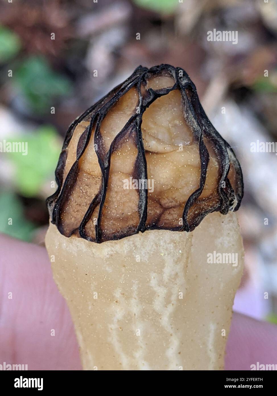 Half-free Morel (Morchella punctipes Stock Photo - Alamy