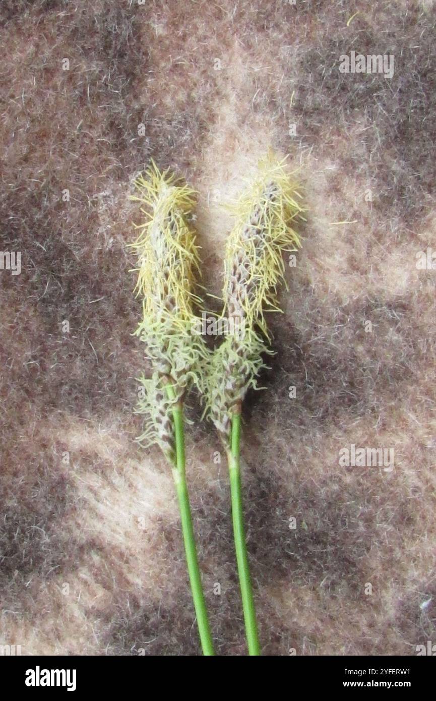 Rare Spring-sedge (Carex ericetorum Stock Photo - Alamy