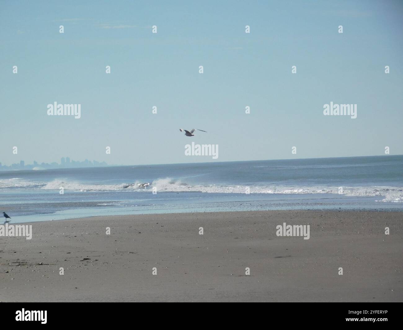 Sabine's Gull (Xema sabini Stock Photo - Alamy