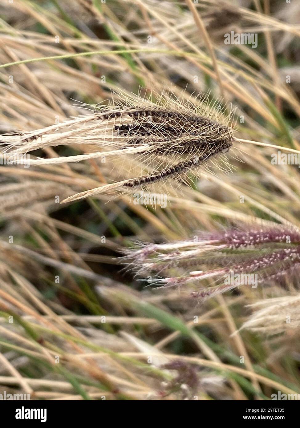 Finger Grass (Chloris barbata Stock Photo - Alamy
