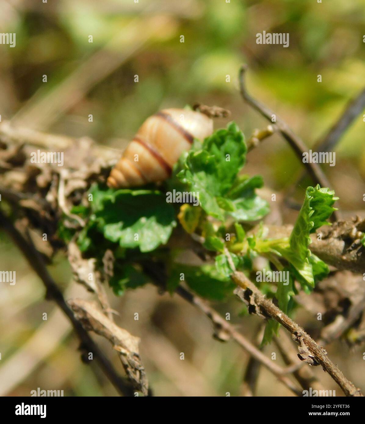 West Indian Bulimulus (Bulimulus guadalupensis Stock Photo - Alamy