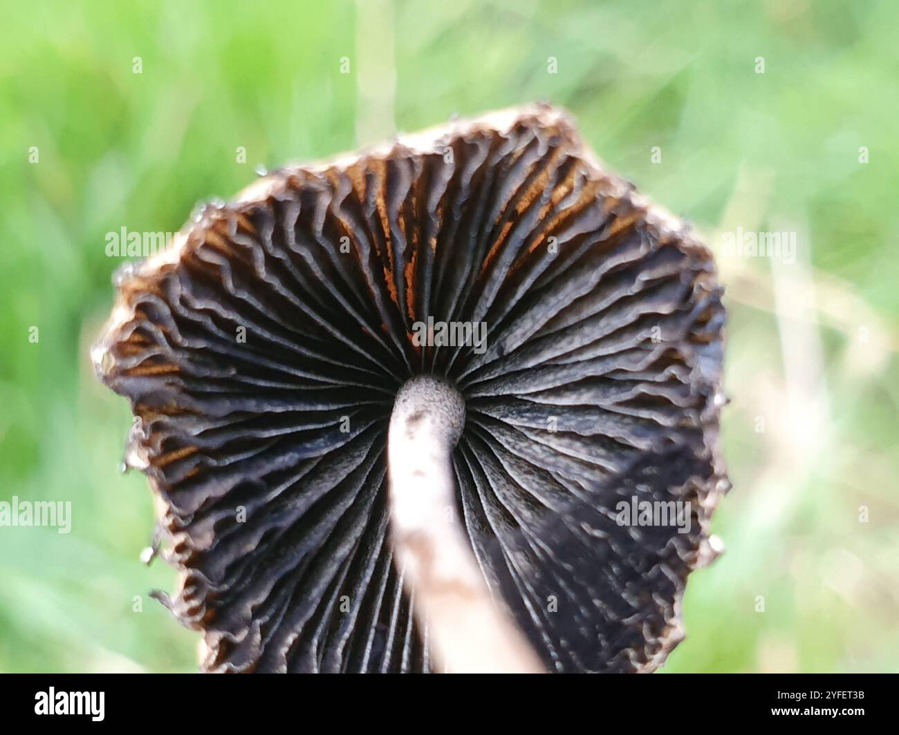 Mower's Mushroom (Panaeolus foenisecii Stock Photo - Alamy