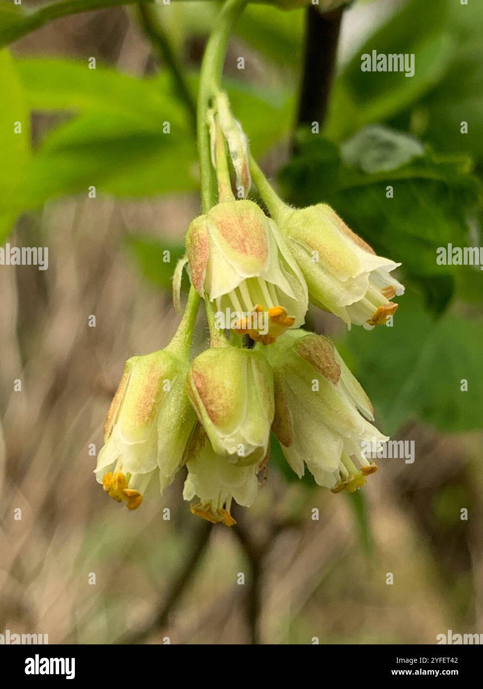 American bladdernut (Staphylea trifolia Stock Photo - Alamy