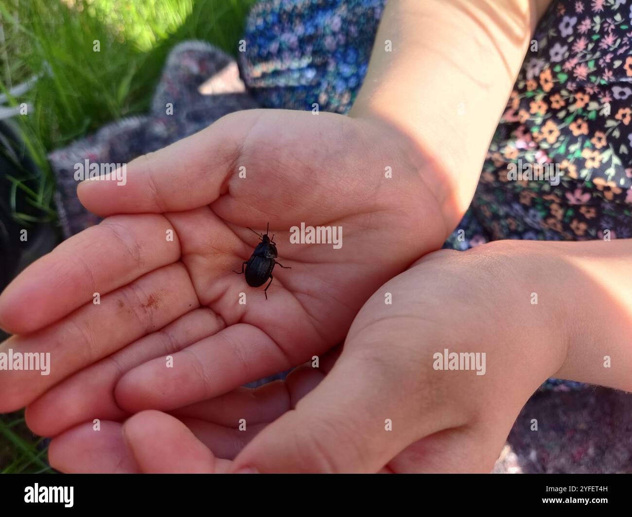 Black snail beetle (Phosphuga atrata Stock Photo - Alamy