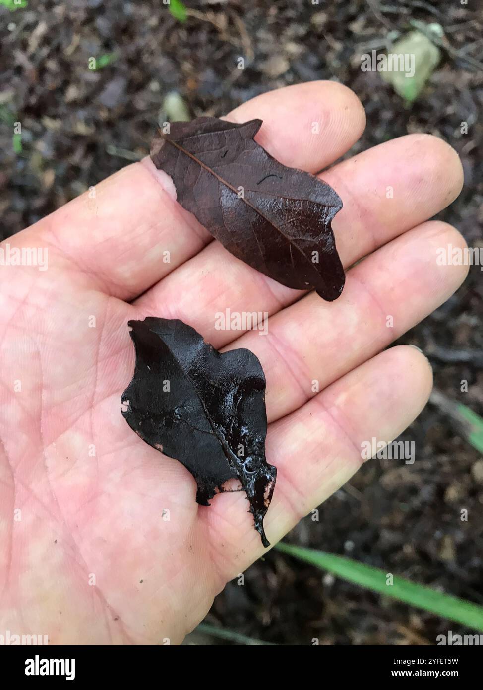 White Shin Oak (Quercus sinuata breviloba Stock Photo - Alamy