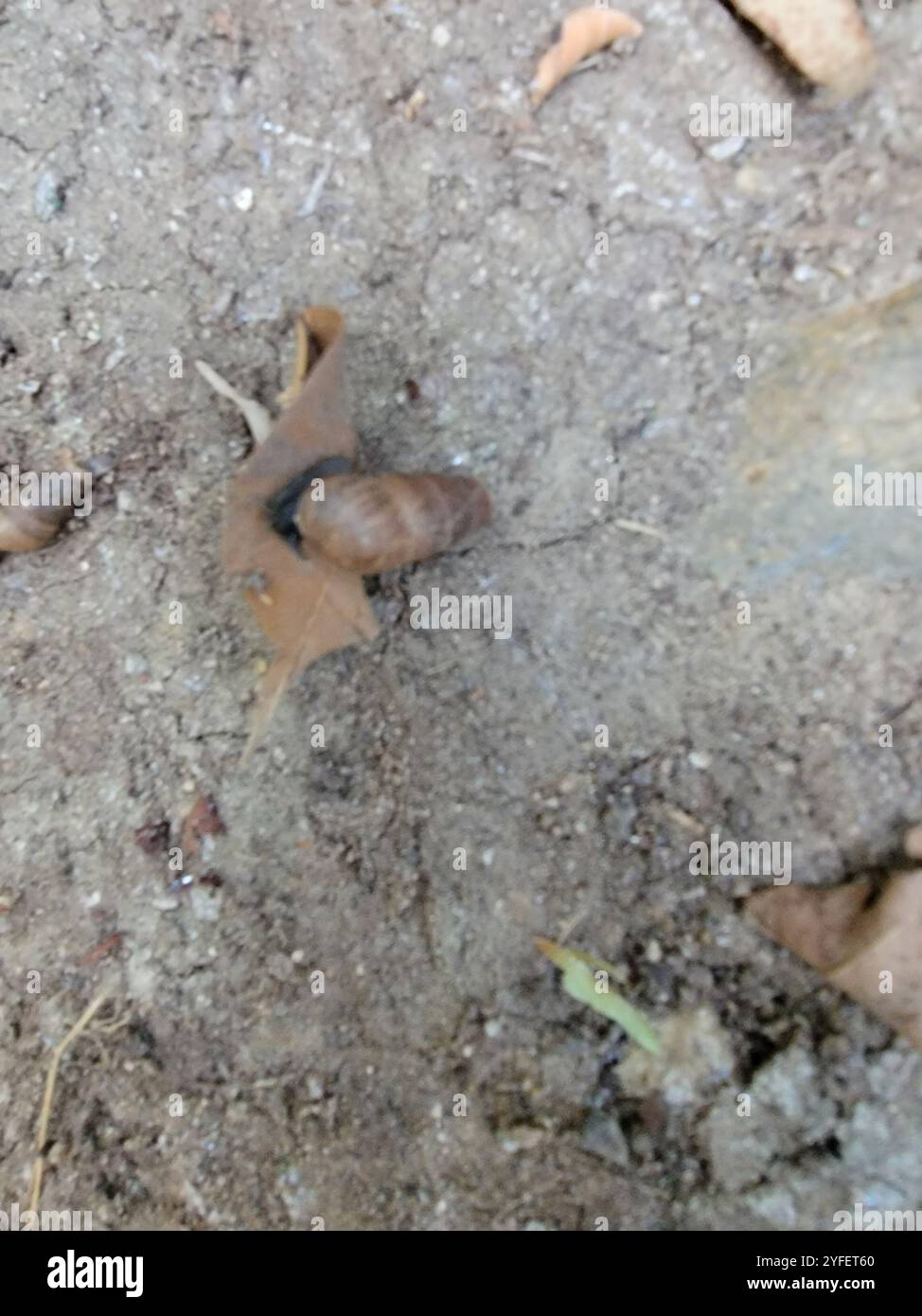Decollate snail rumina decollata hi-res stock photography and images ...