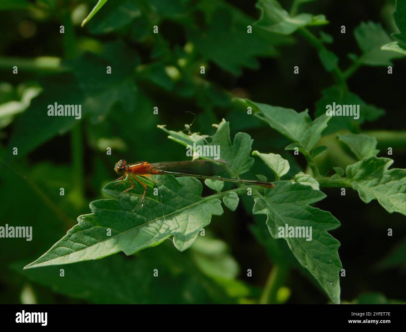 Ramburii ramburii hi-res stock photography and images - Alamy