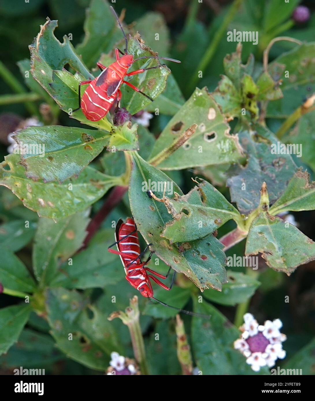 Dysdercus suturellus hi-res stock photography and images - Alamy