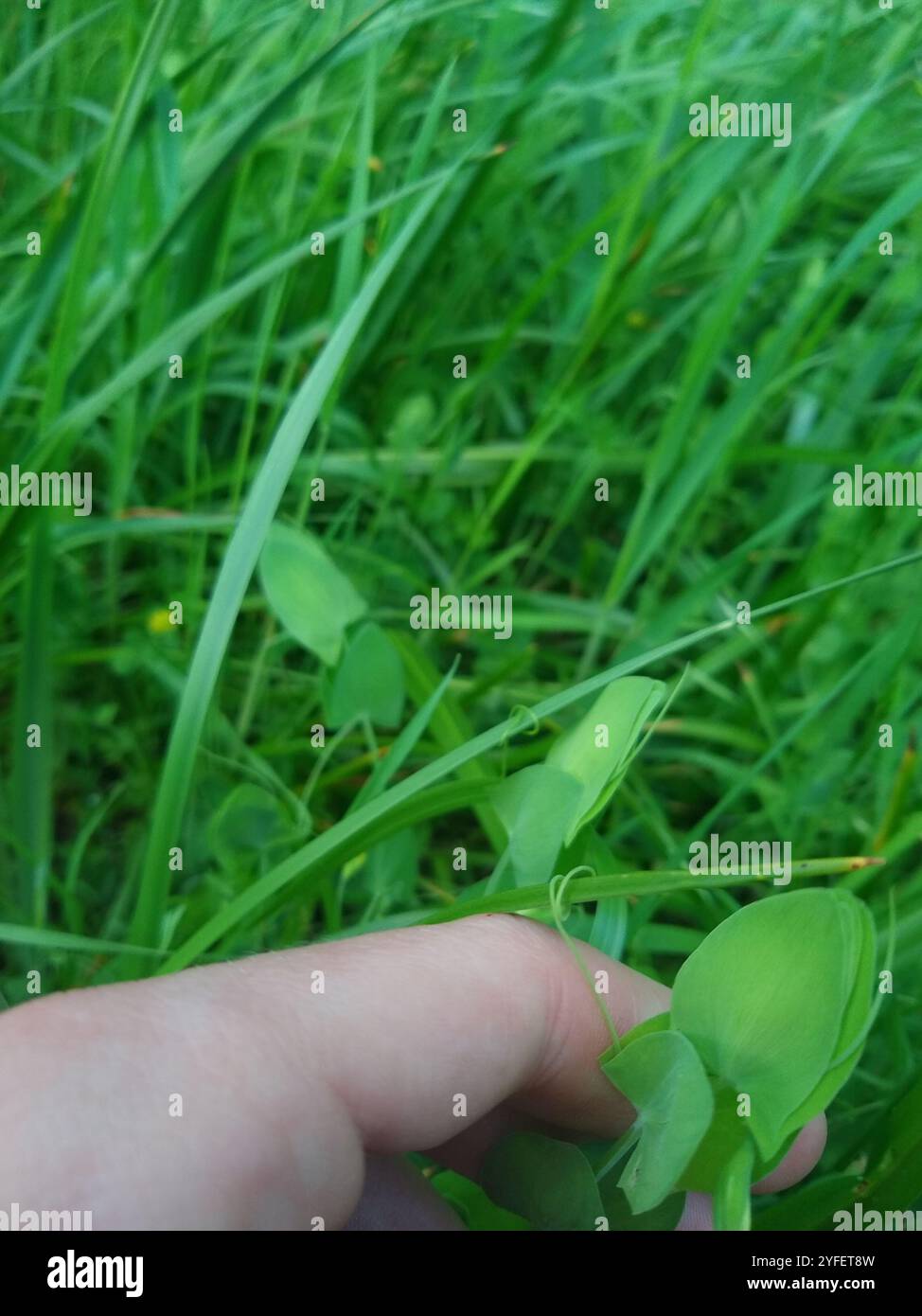 Yellow vetchling lathyrus aphaca hi-res stock photography and images ...