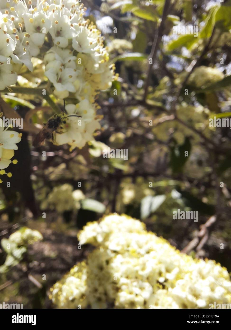 Ants, Bees, Wasps, and Sawflies (Hymenoptera Stock Photo - Alamy
