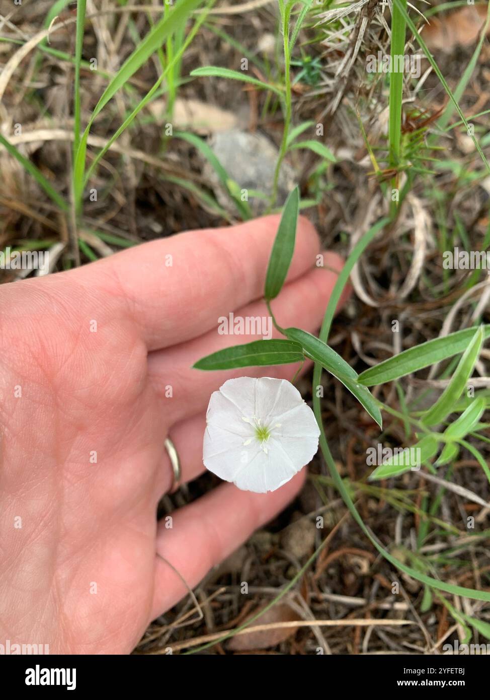silky evolvulus (Evolvulus sericeus Stock Photo - Alamy