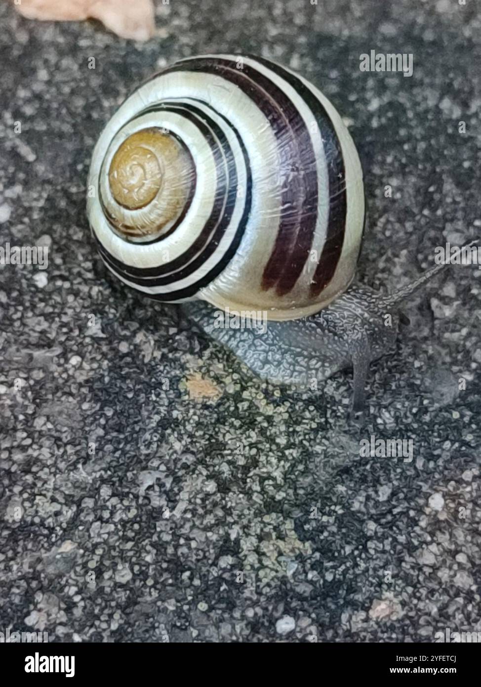 Common Land Snails and Slugs (Stylommatophora Stock Photo - Alamy
