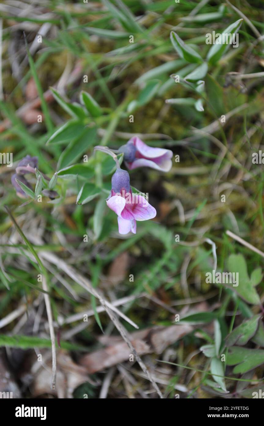 Bitter vetch lathyrus linifolius hi-res stock photography and images ...