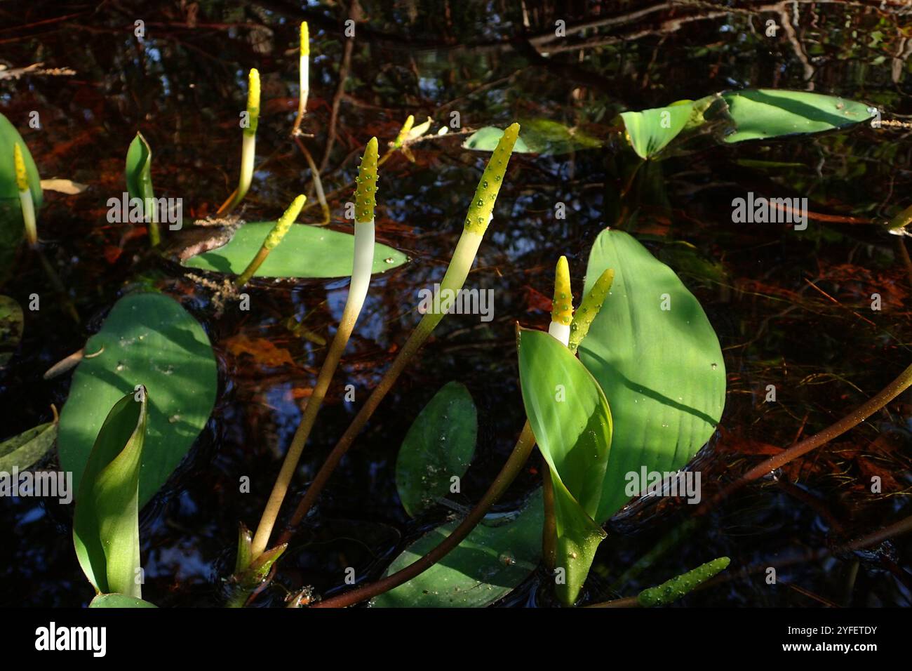 Orontium golden club hi-res stock photography and images - Alamy
