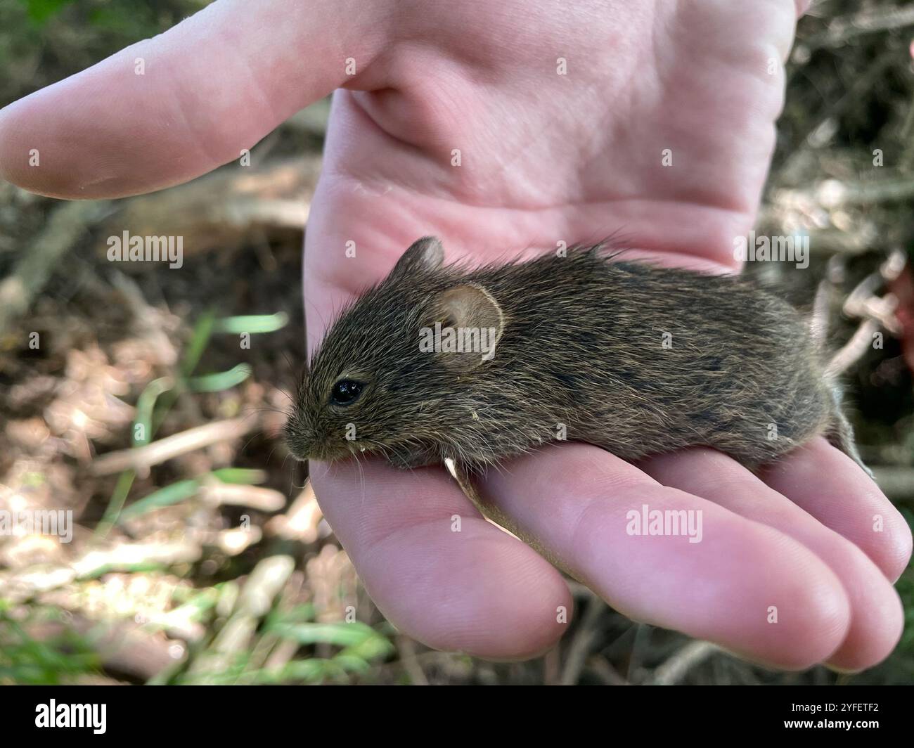 Hispid Cotton Rat (Sigmodon hispidus Stock Photo - Alamy