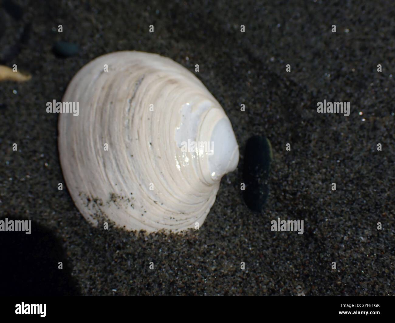 Butter Clam (Saxidomus gigantea Stock Photo - Alamy