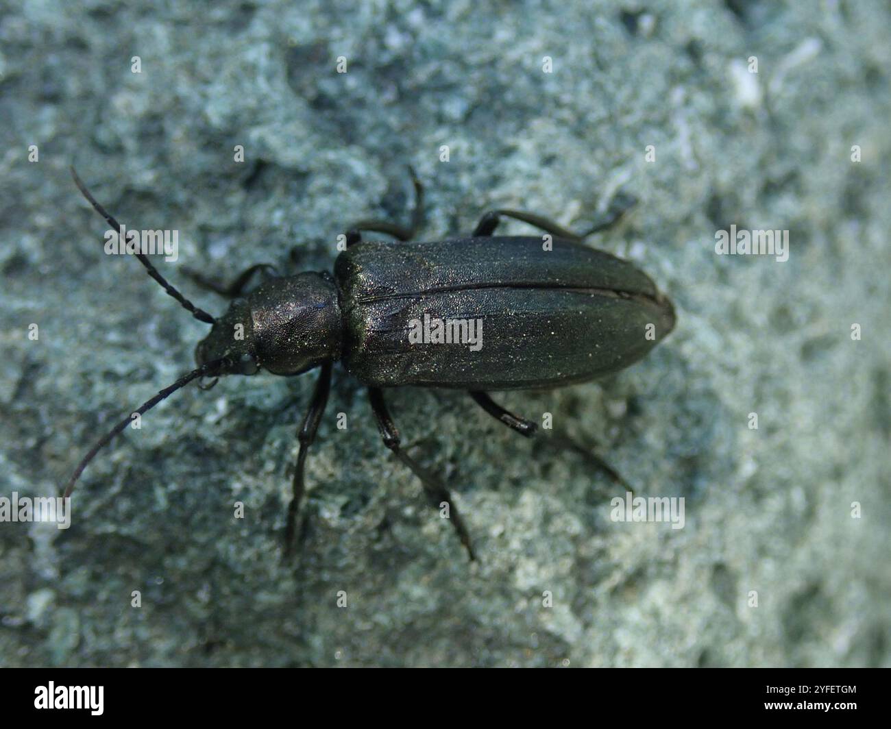 Cedar False Blister Beetle (Ditylus quadricollis Stock Photo - Alamy