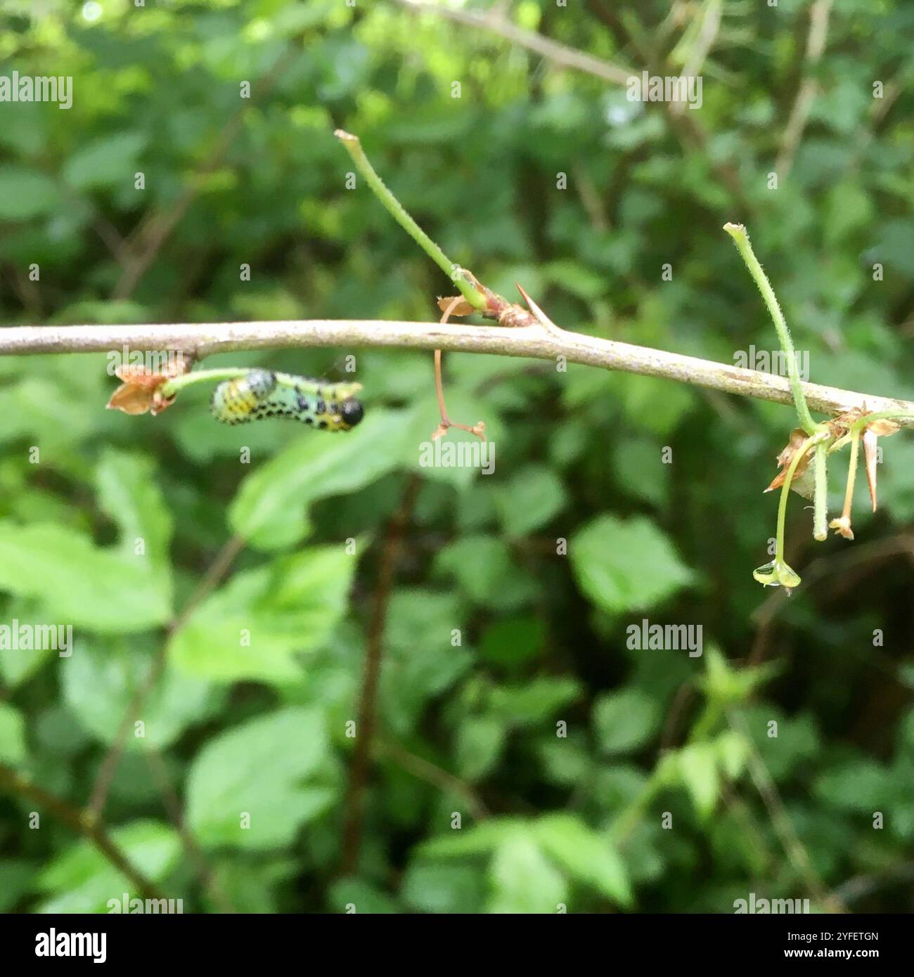 Imported Currantworm (Euura ribesii Stock Photo - Alamy