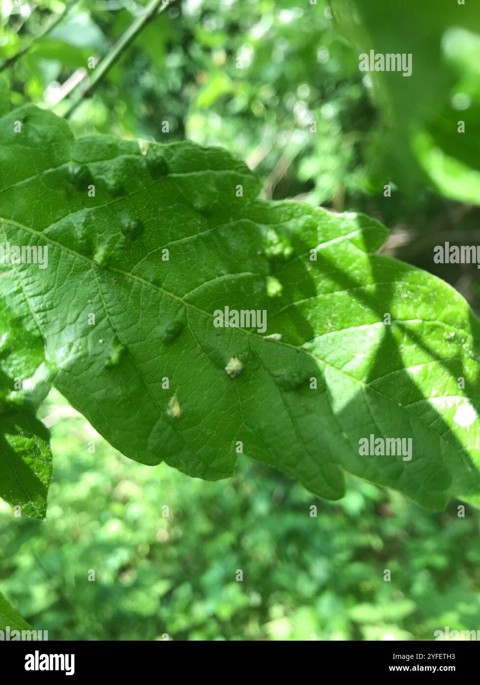 box elder pouch gall mite (Aceria negundi Stock Photo - Alamy