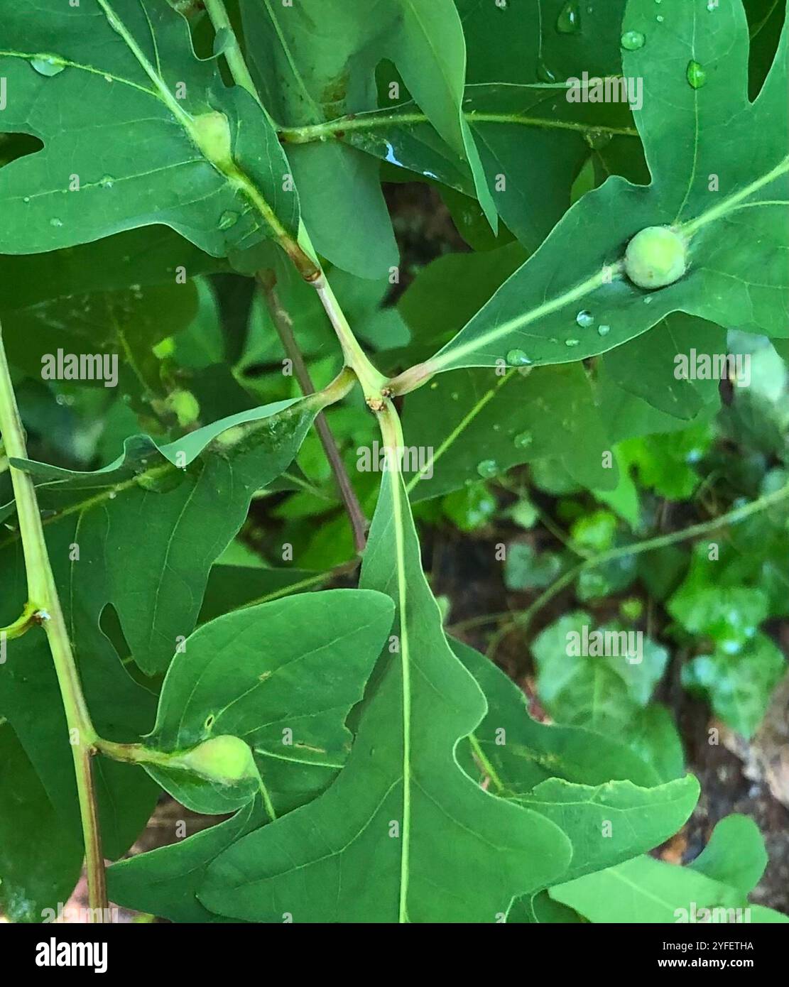 Oak Petiole Gall Wasp (Andricus quercuspetiolicola Stock Photo - Alamy