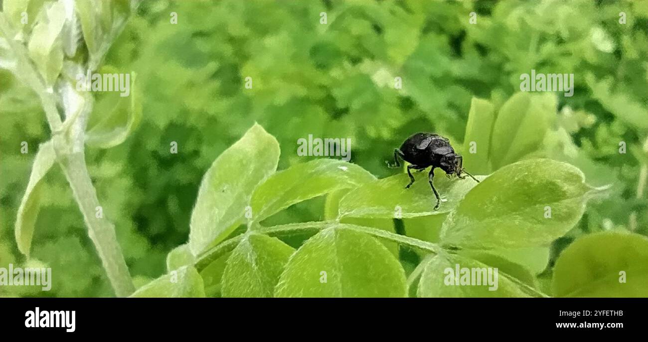 Western Grape Rootworm (Bromius obscurus Stock Photo - Alamy