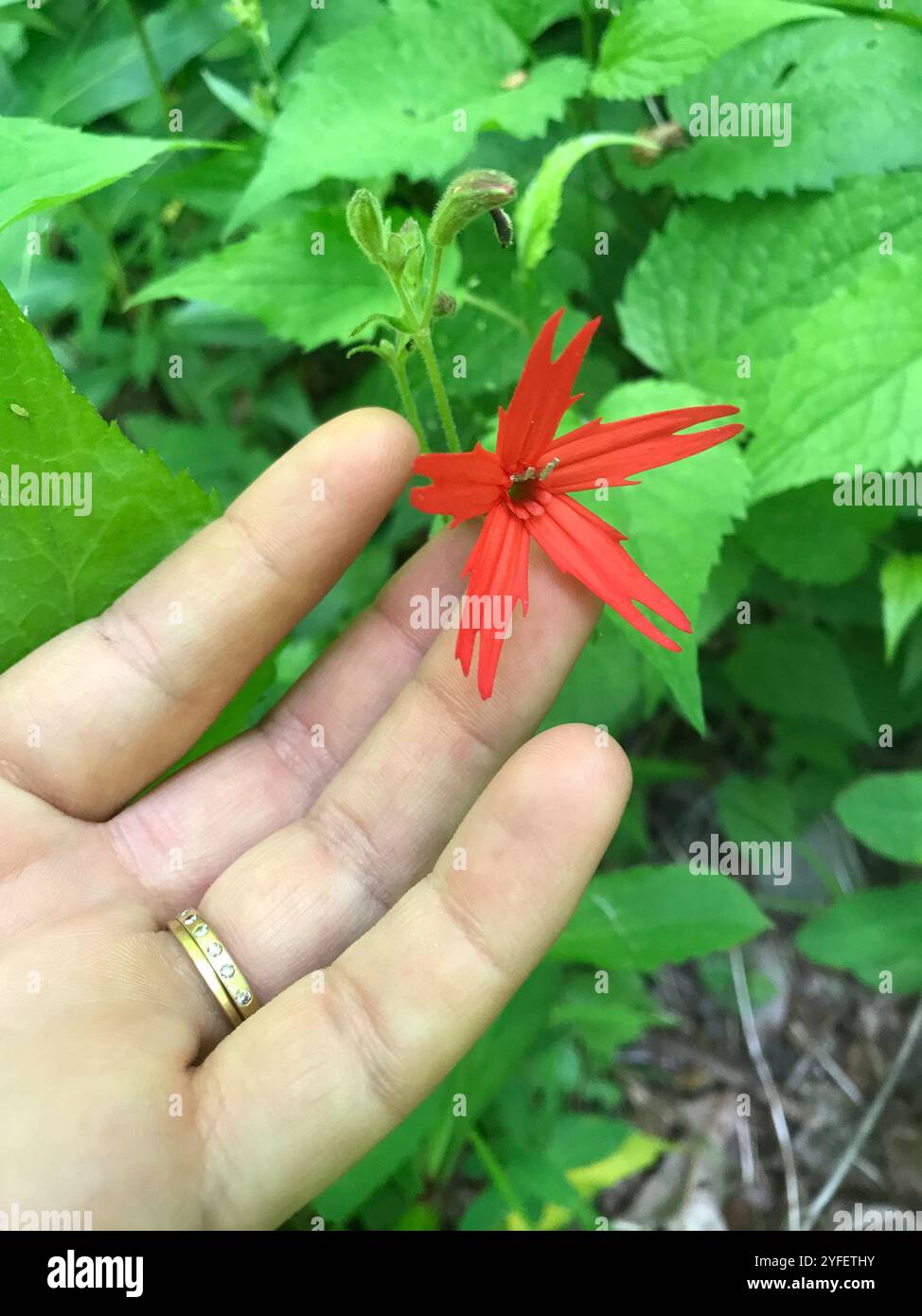 fire pink (Silene virginica Stock Photo - Alamy