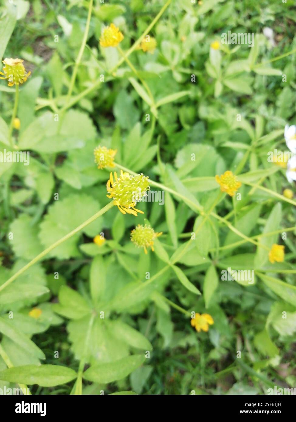 One-leaf buttercup (Ranunculus monophyllus Stock Photo - Alamy