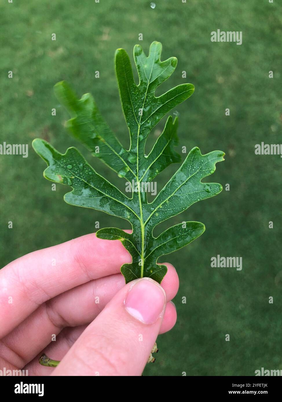 white oak (Quercus alba Stock Photo - Alamy