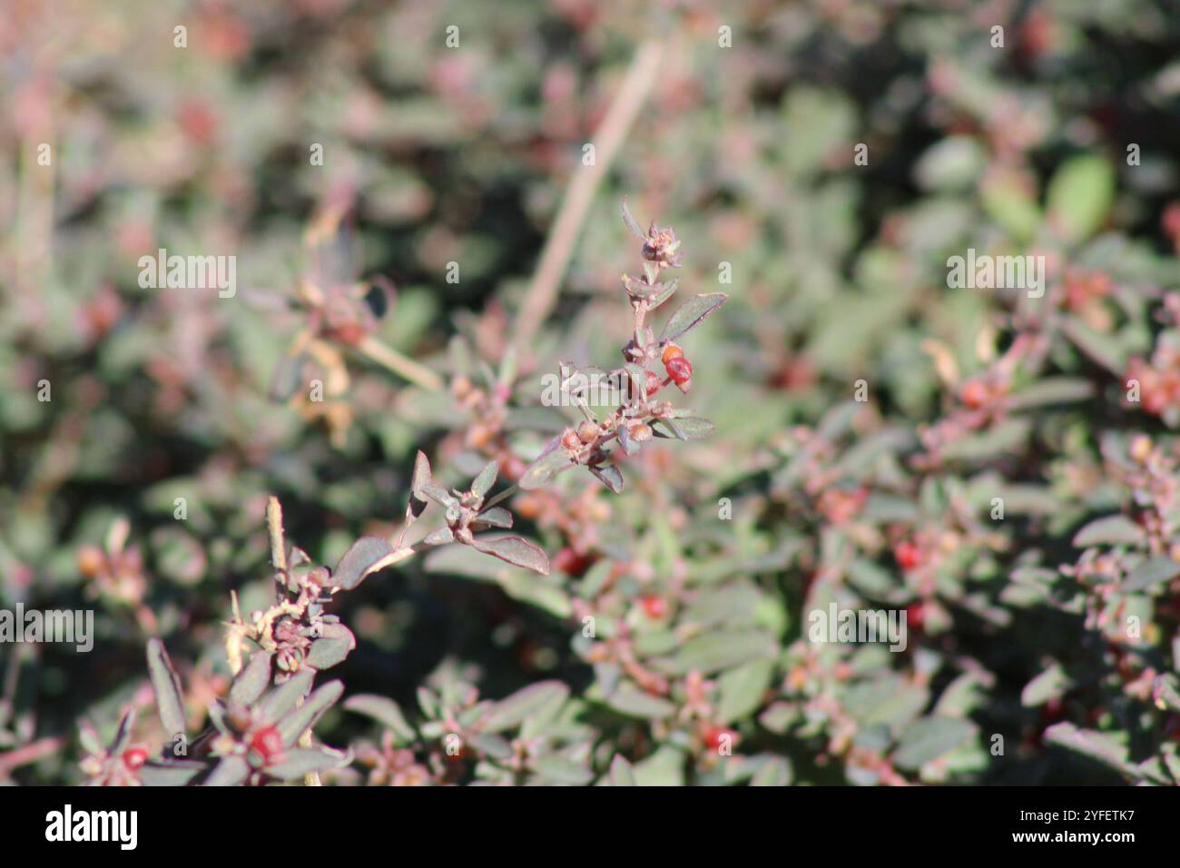 berry saltbush (Atriplex semibaccata Stock Photo - Alamy