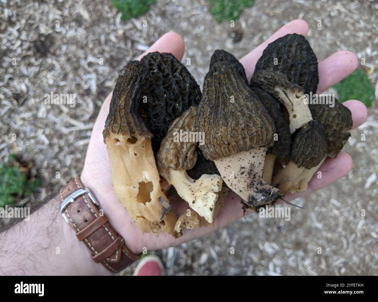 Landscaping Black Morel (Morchella importuna Stock Photo - Alamy