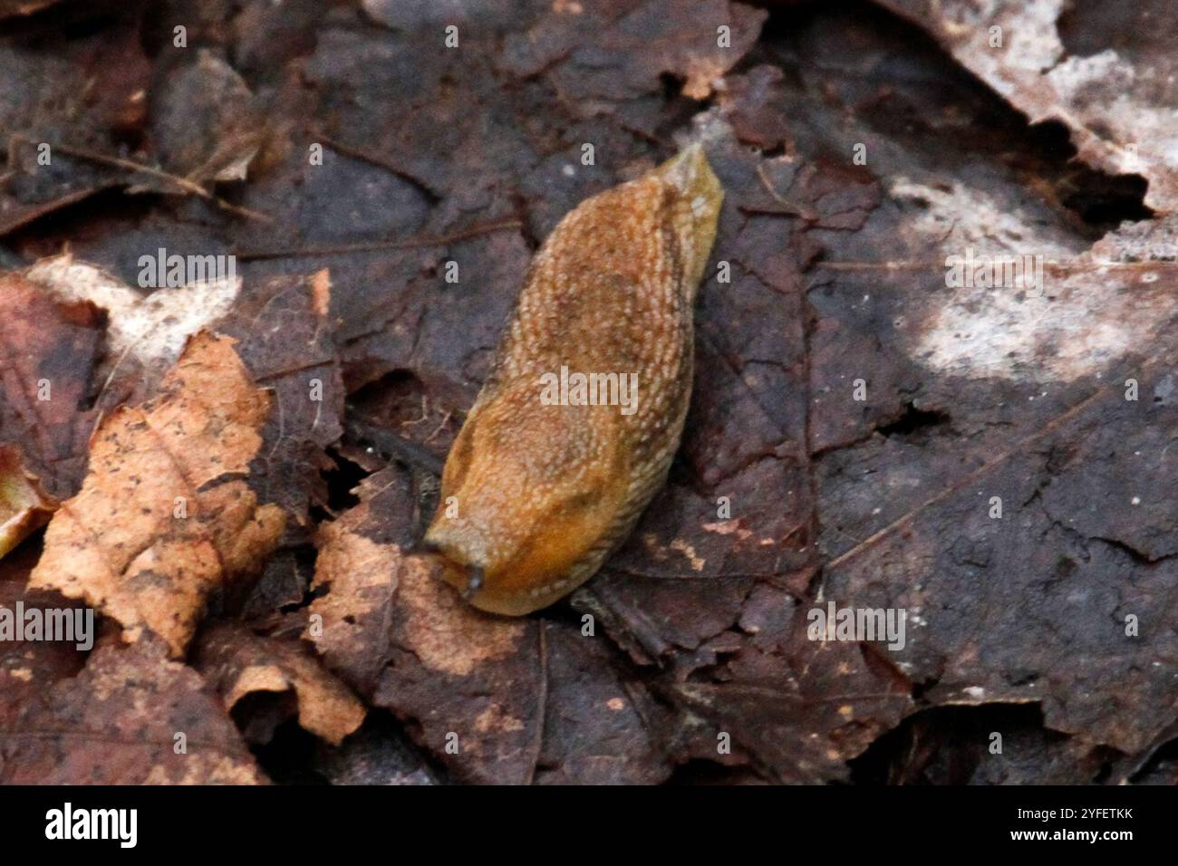 Western Dusky Slug (Arion subfuscus Stock Photo - Alamy