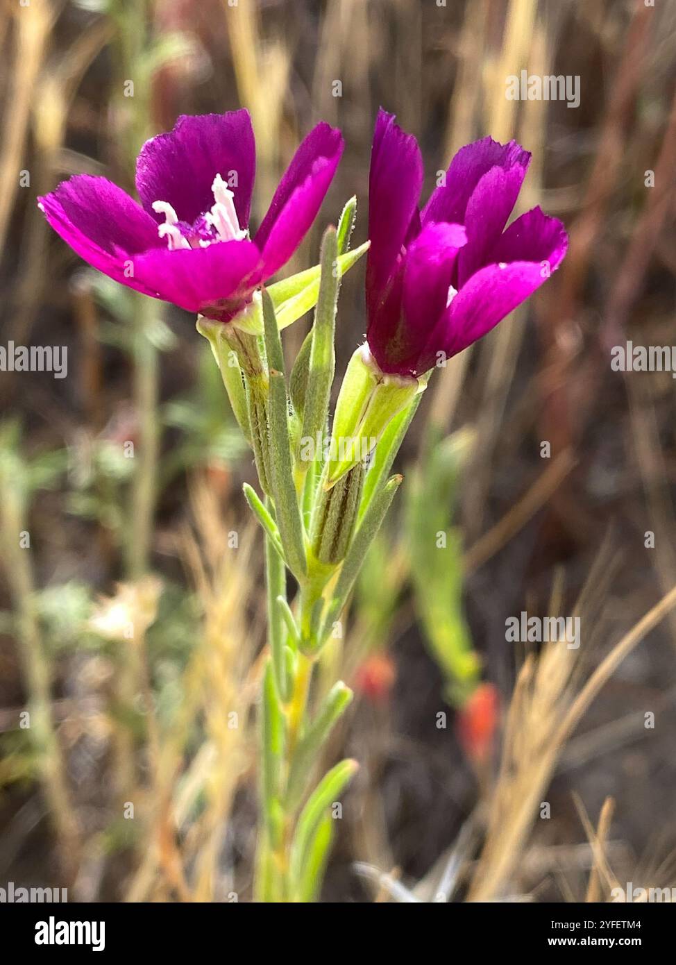 Winecup Clarkia (Clarkia purpurea Stock Photo - Alamy
