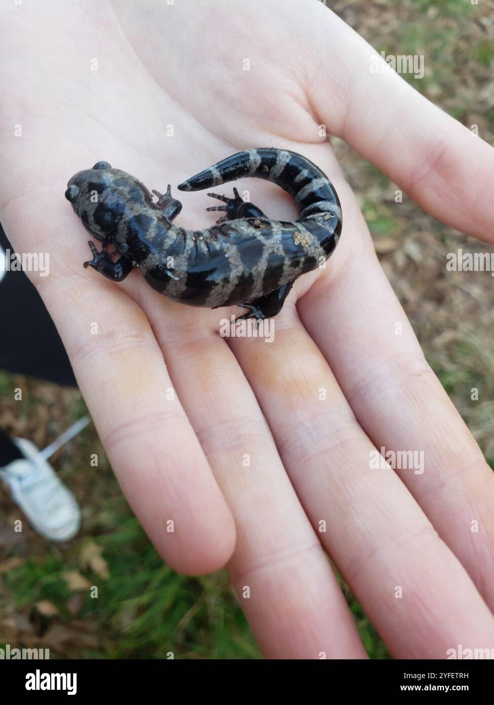 Marbled Salamander (Ambystoma opacum Stock Photo - Alamy