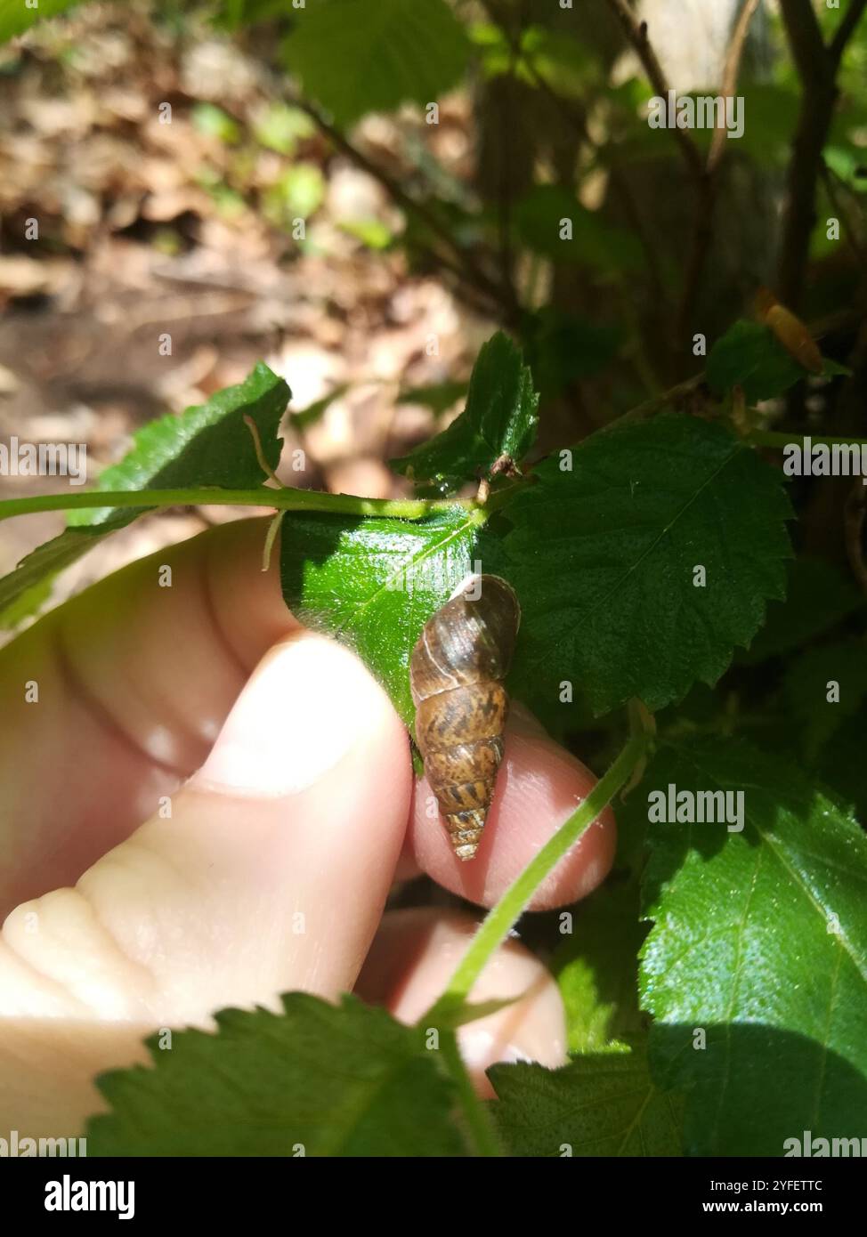 Mountain Bulin (Ena montana Stock Photo - Alamy