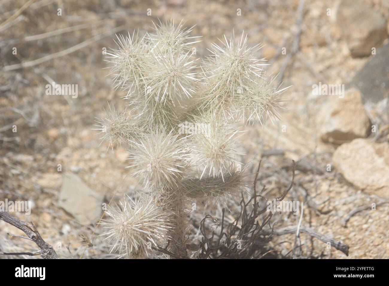 Silver Cholla (Cylindropuntia echinocarpa Stock Photo - Alamy