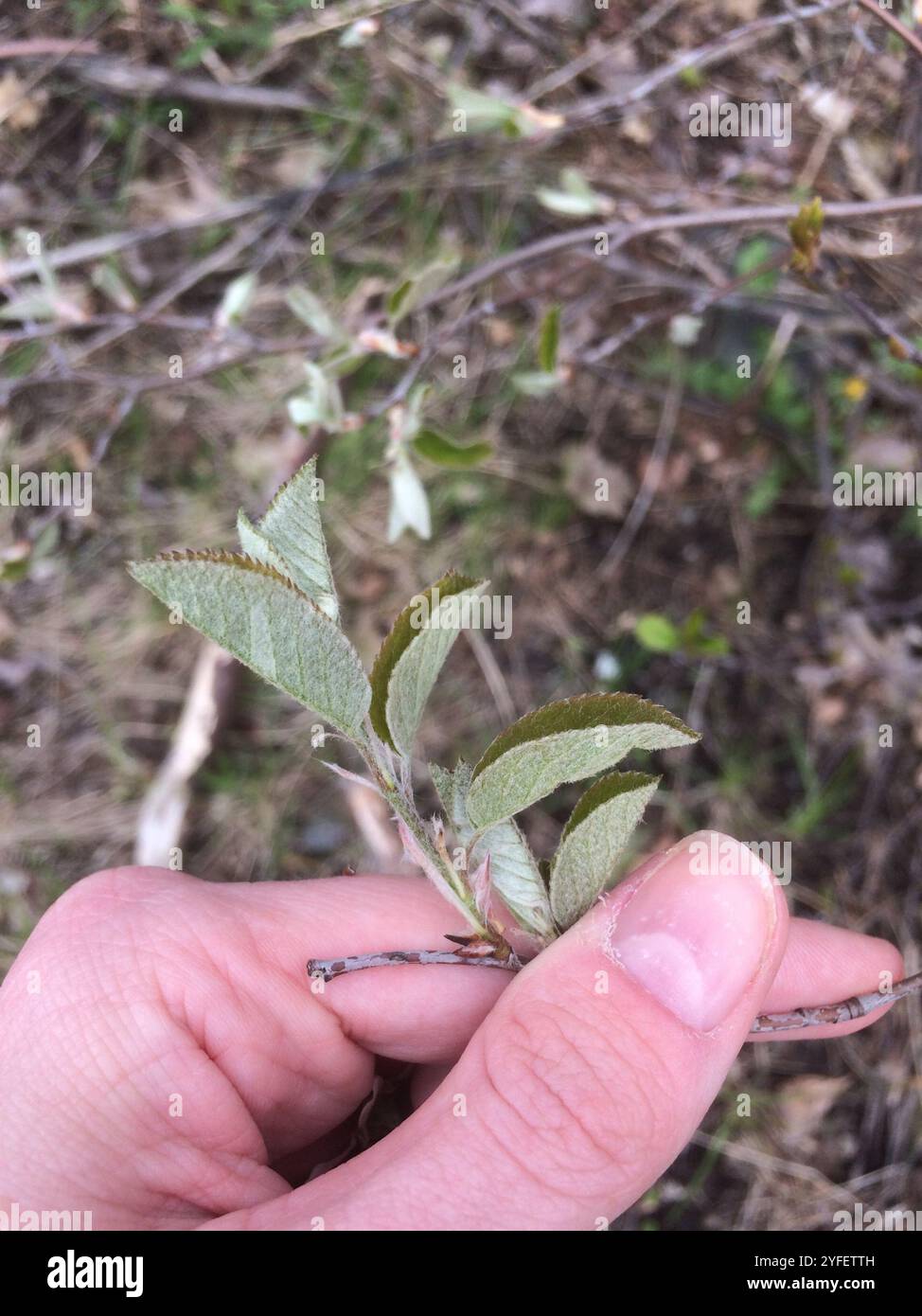Running Serviceberry (Amelanchier stolonifera Stock Photo - Alamy