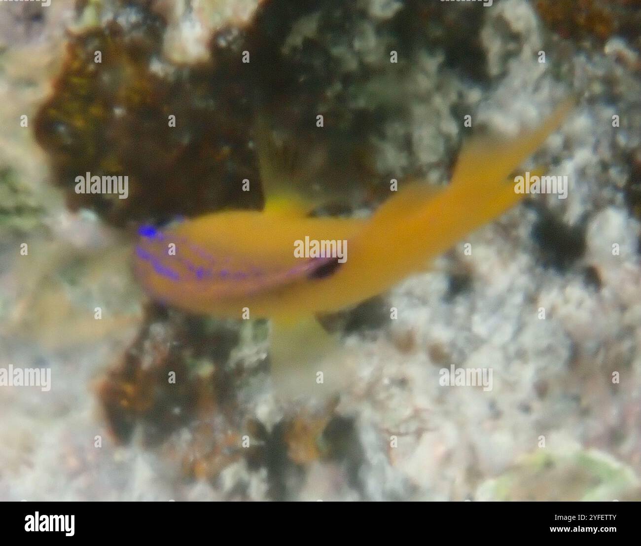 Longfin damselfish hi-res stock photography and images - Alamy