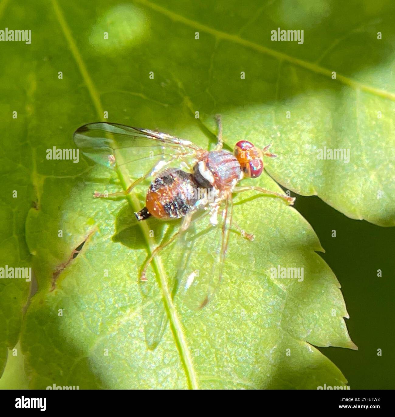 Bactrocera oleae hi-res stock photography and images - Alamy