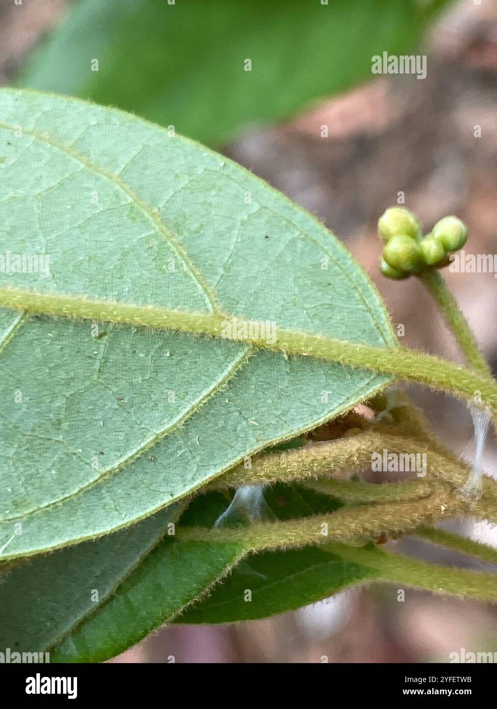 Swamp Bay (Persea palustris Stock Photo - Alamy